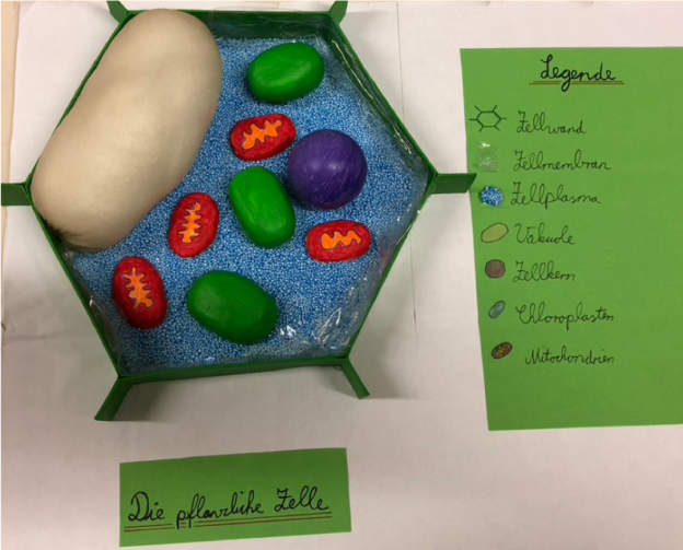 Selbstgebaute Zellmodelle der 7a und 7b - Gymnasium Taunusstein